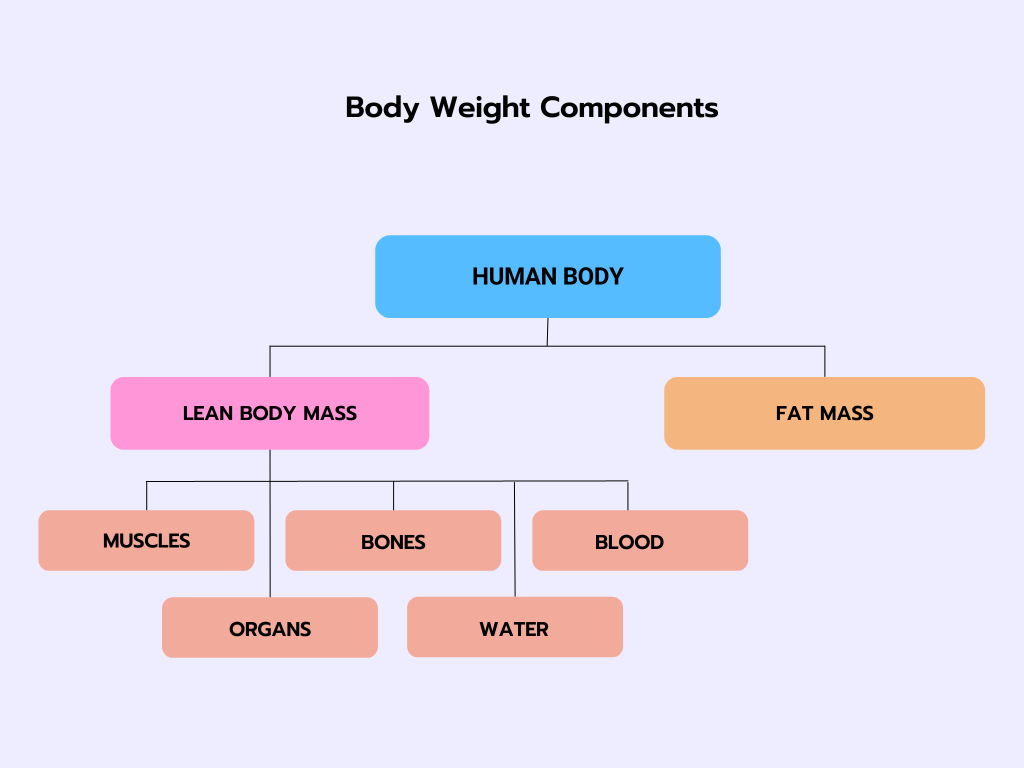 Fat Loss: The Definitive Guide – Healthroid